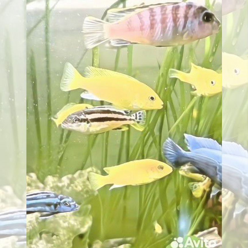 Малавийские цихлиды