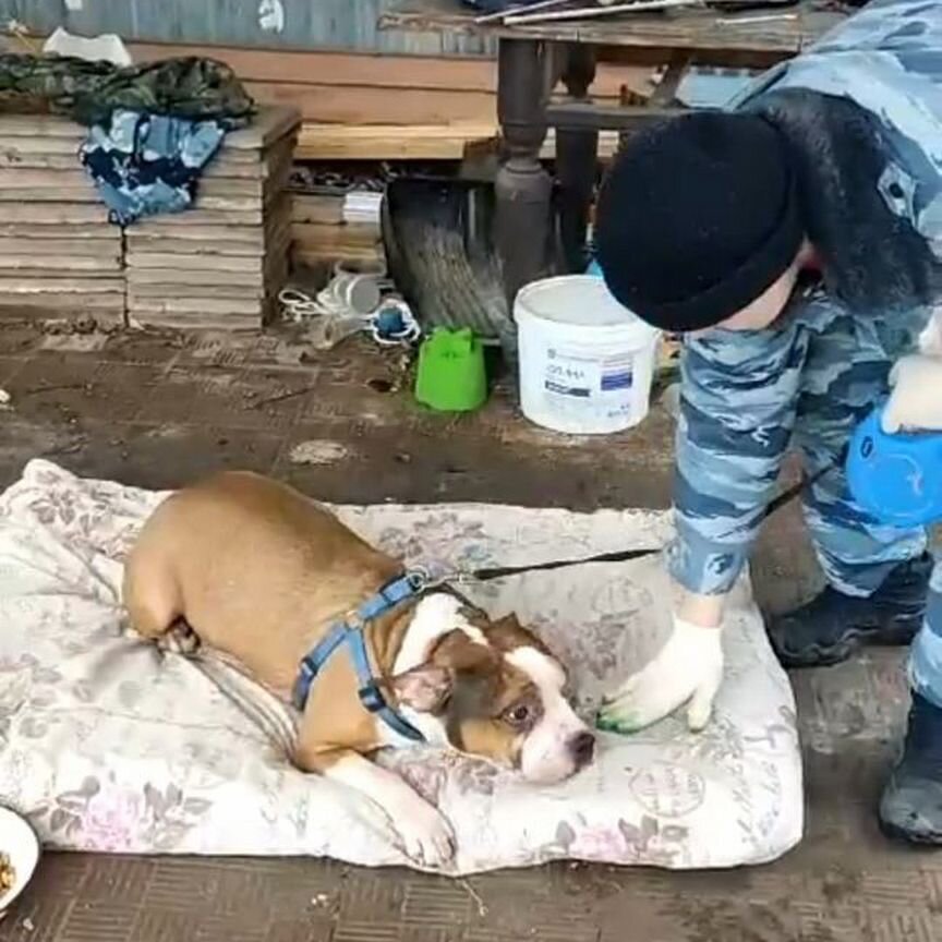 Собака в добрые руки отдам бесплатно