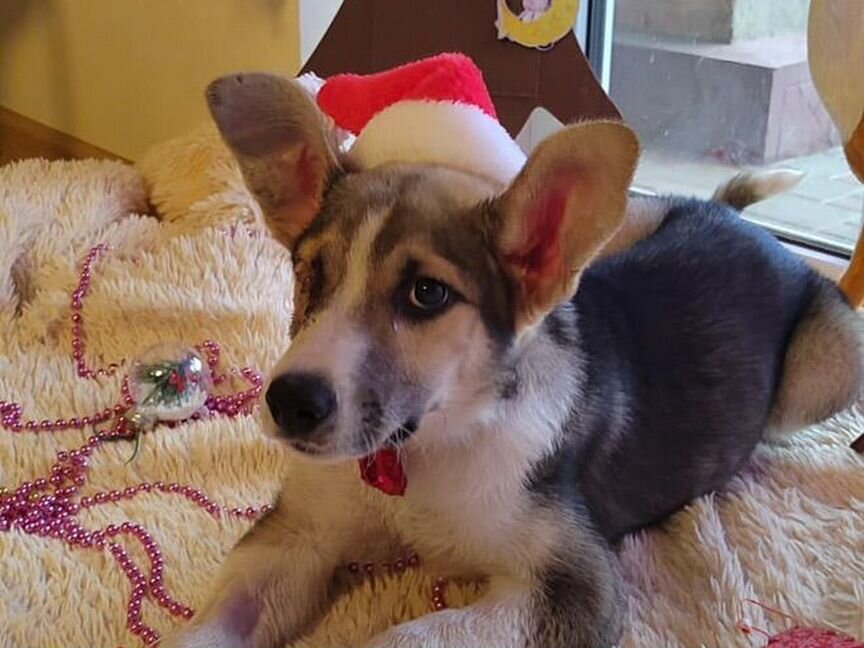 Собака в добрые руки. Щенок