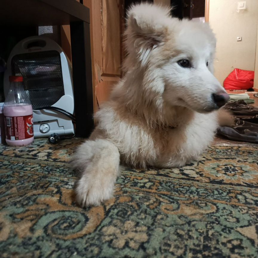 Самоед скорещен с хаски