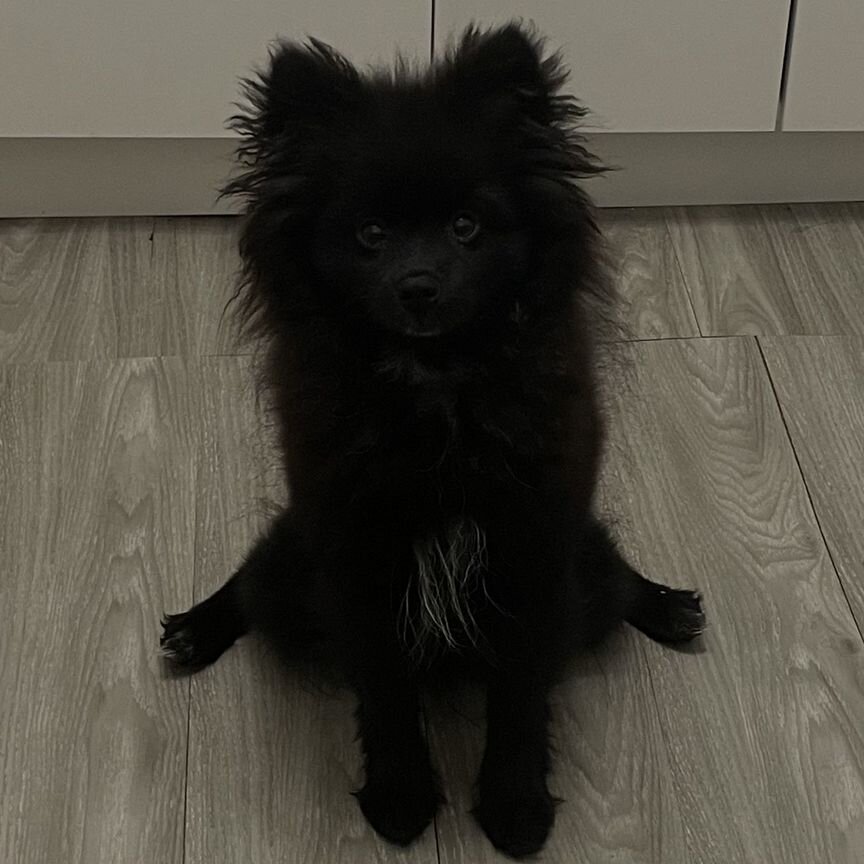 Померанский шпиц, щенок