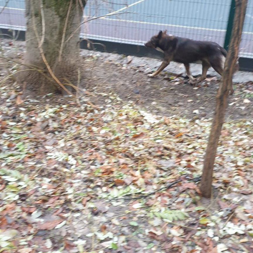 Собака ищет дом