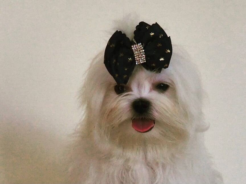 Щенки мальтийской болонки