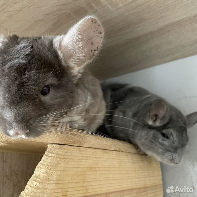 Шиншиллы парами