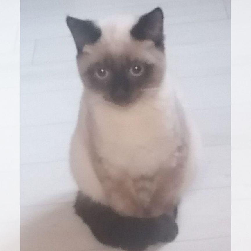 Невский маскарадный котёнок