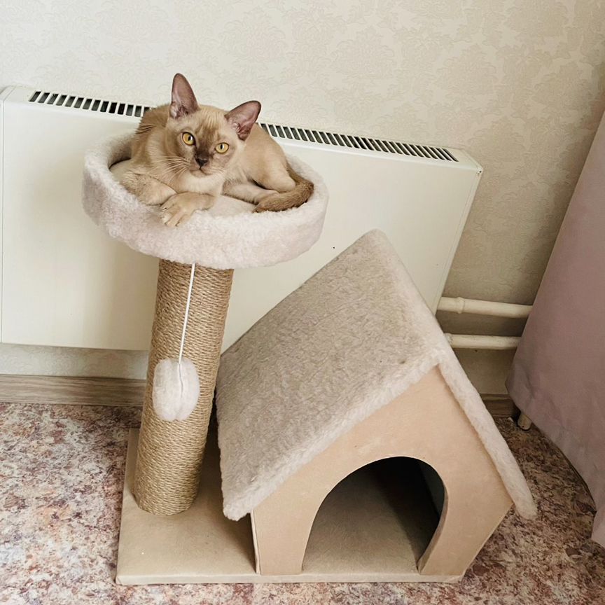 Котята европейской бурмы