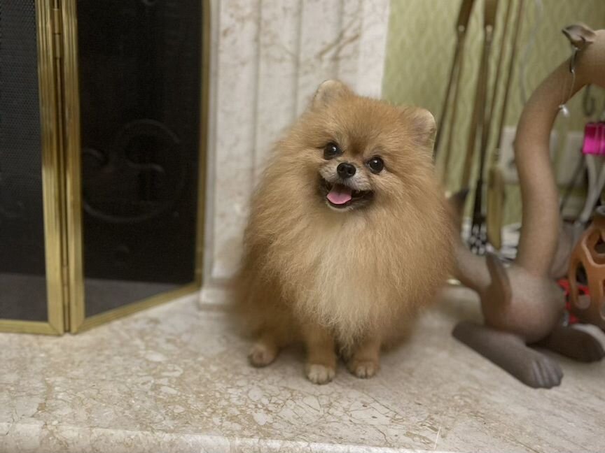 Померанец шпиц мини мальчик