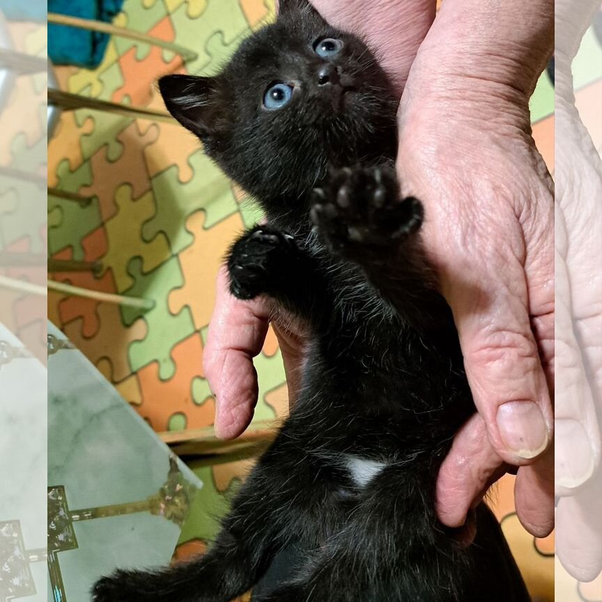 Отдам в добрые руки 2 котика и кошка