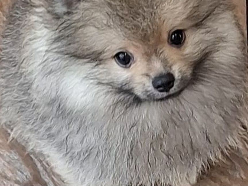 Щенки шпица