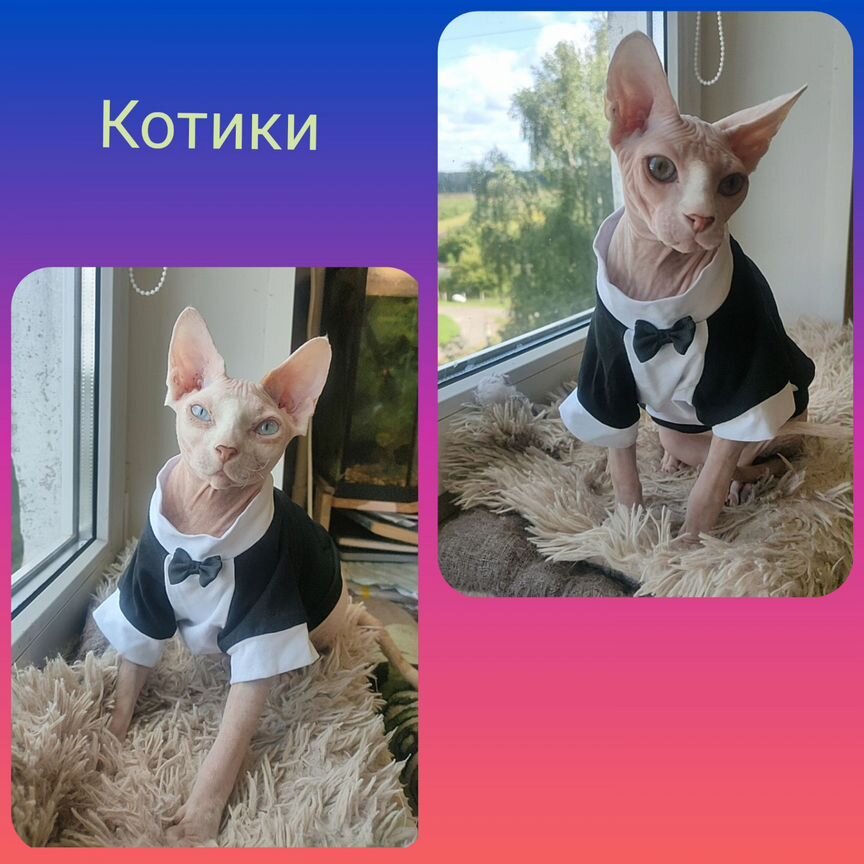 Мальчики сфинкс в любимцы