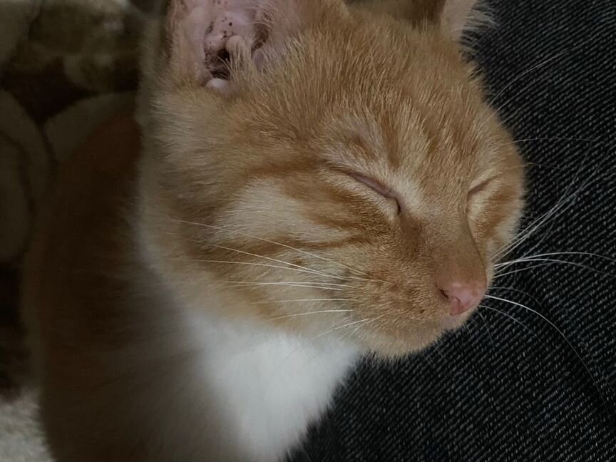 Рыжий котенок в добрые руки