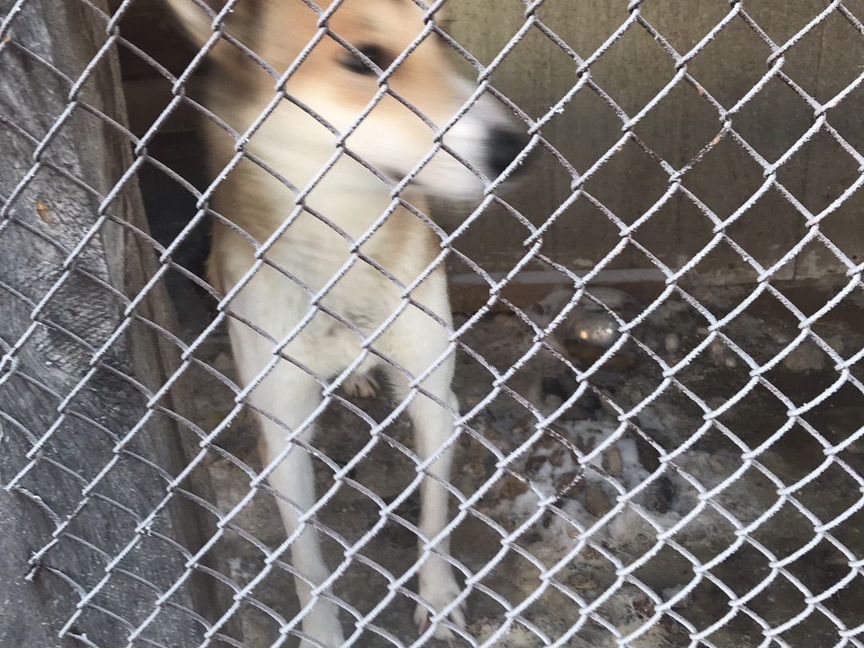 Собака в добрые руки отдам бесплатно