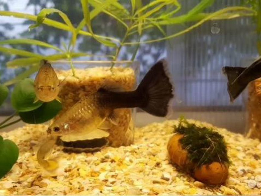 Аквариумные рыбки Гуппи