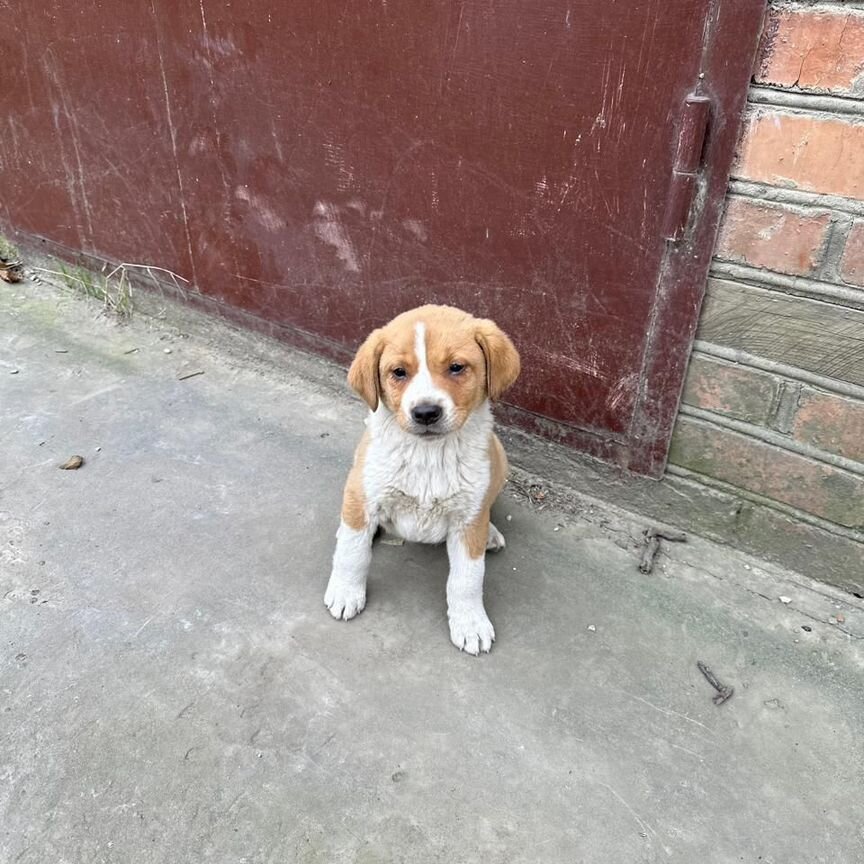 Щенки в добрые руки