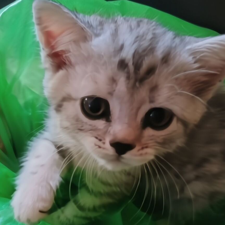 Котёнок в добрые руки