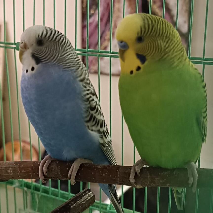 Волнистый попугай с клеткой