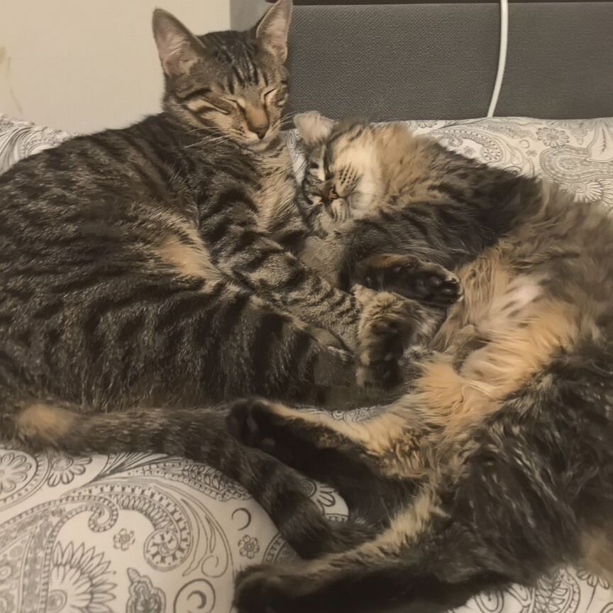 Кот и кошка