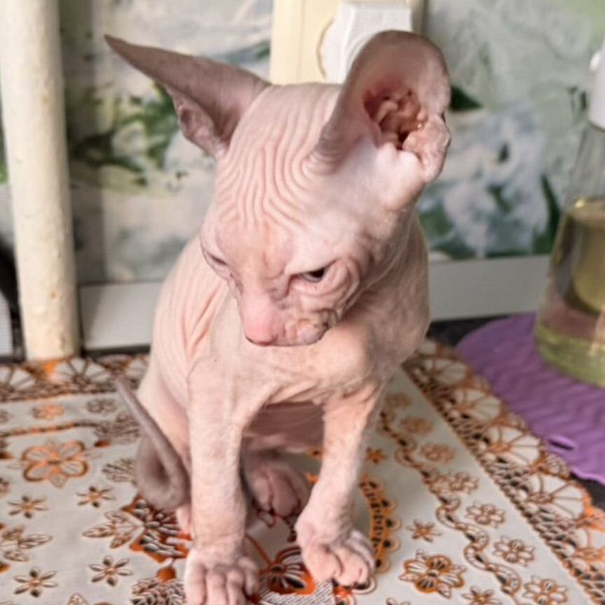 Донской сфинкс котёнок