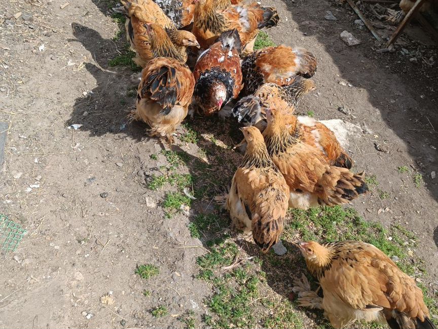 Брама палевая цыплята