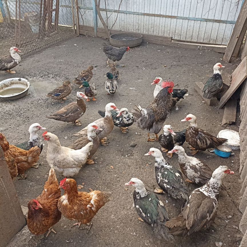 Куры, мускусные утки, подсадные утки