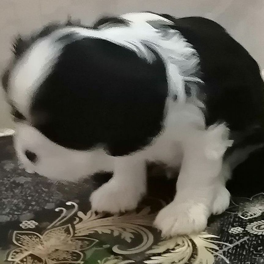 Щенки кавалерчики