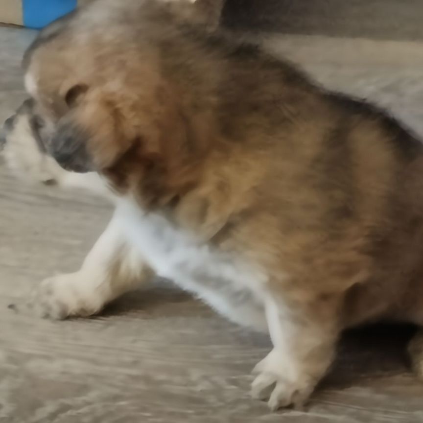 Щенок в добрые руки