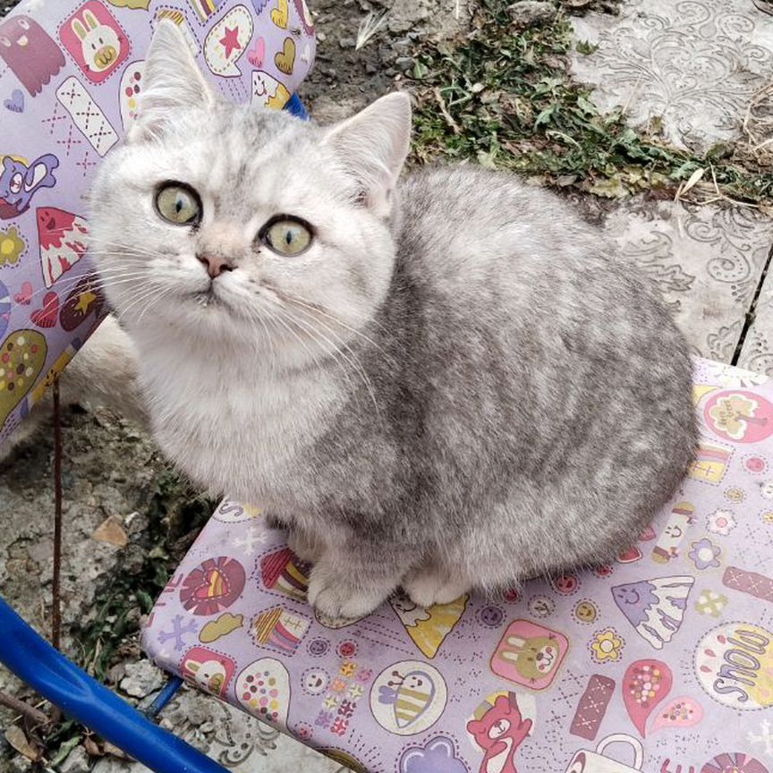 Британский короткошёрстный котёнок