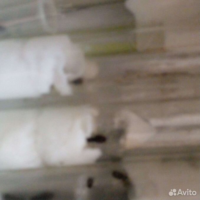 Продаю чорных садовых муравёв(lasius niger