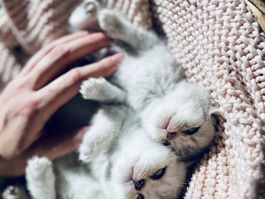 Шотландские котята пятнистой серебристой шиншиллы