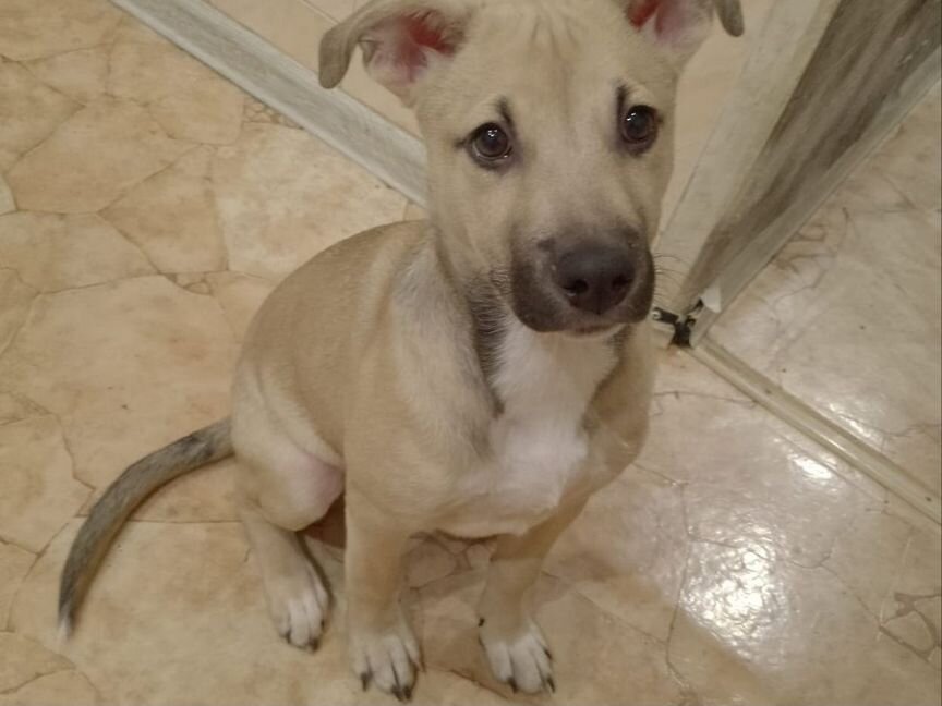 Собака в добрые руки щенок 3 месяца