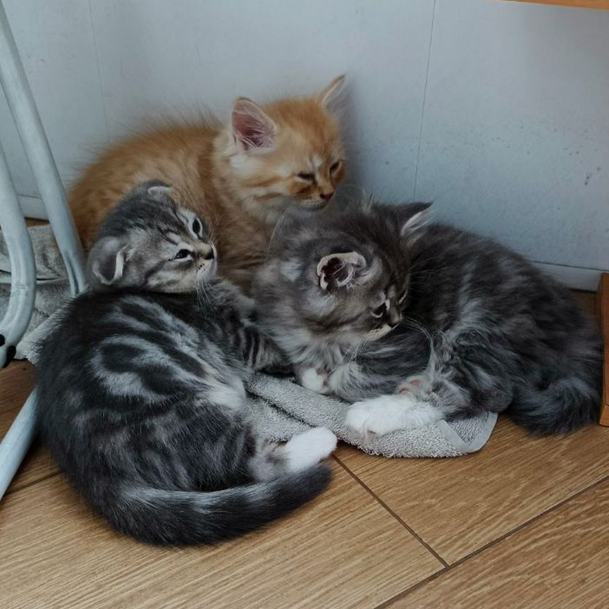 Продаются котята от Шотландской вислоухой кошки