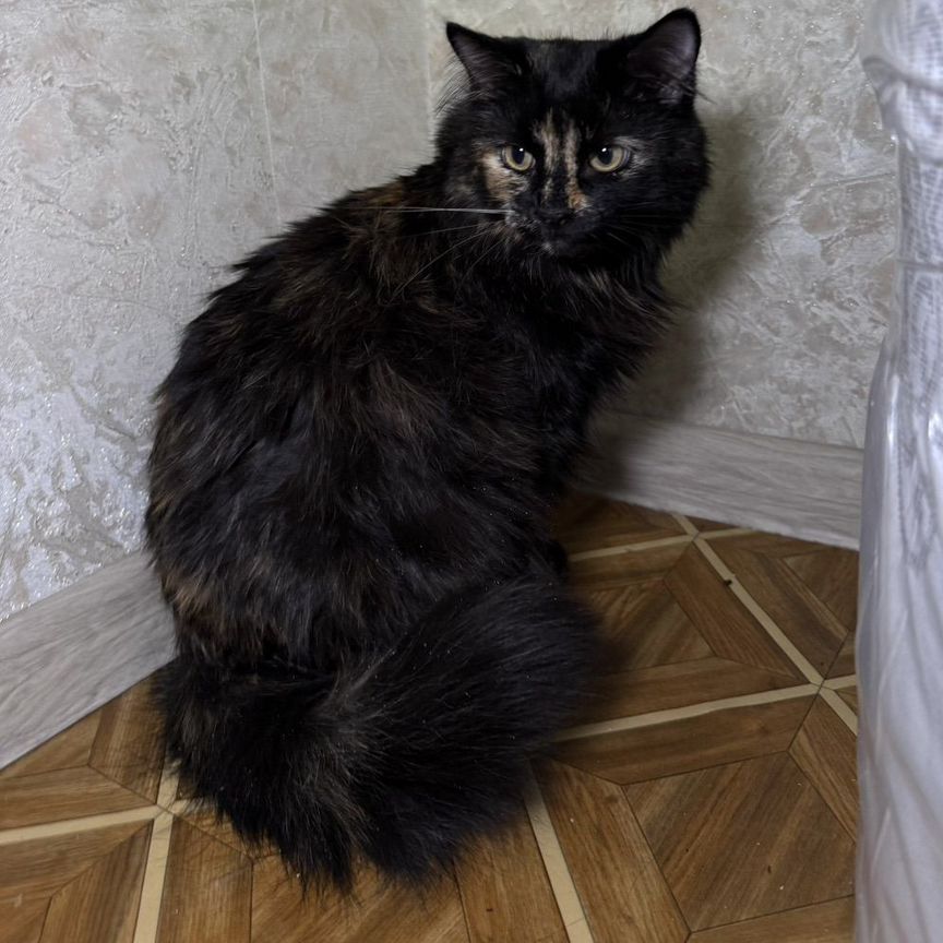 Кошечки ищут дом