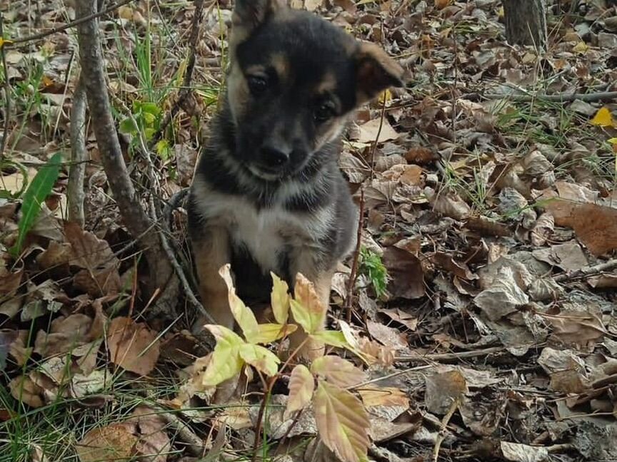 Щенки бесплатно