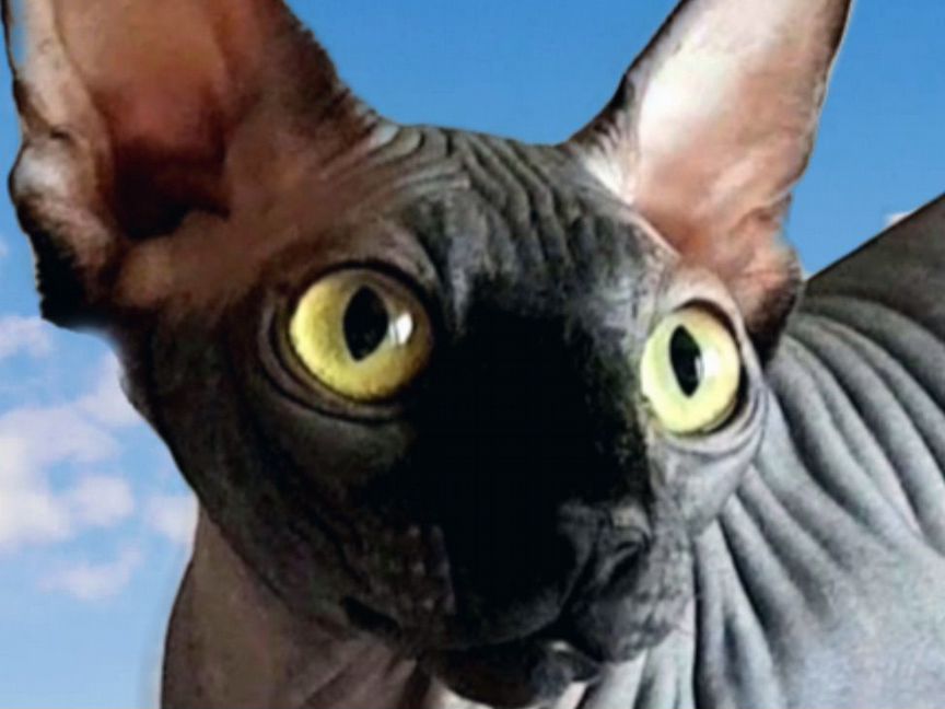 Канадский сфинкс бесплатно