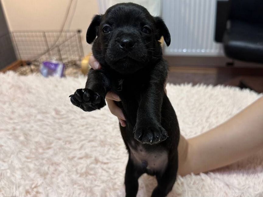 Щенки Джек Рассел Терьер Метис