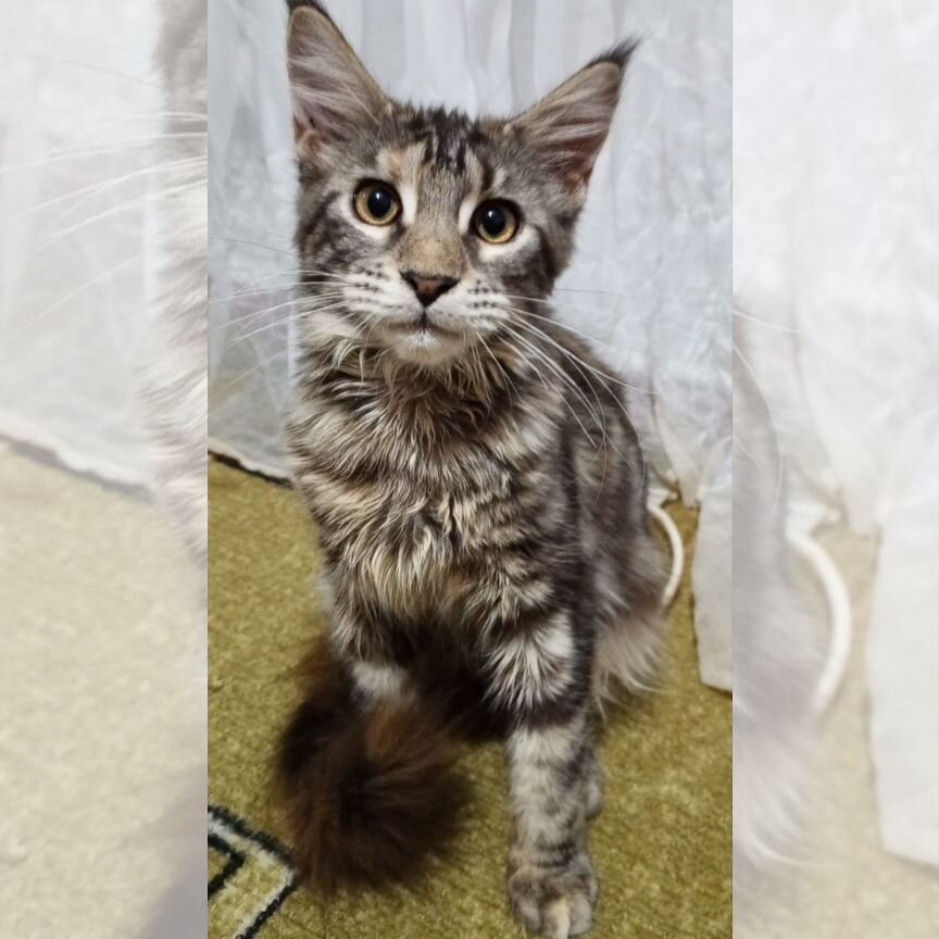 Котята мейн-кун девочка