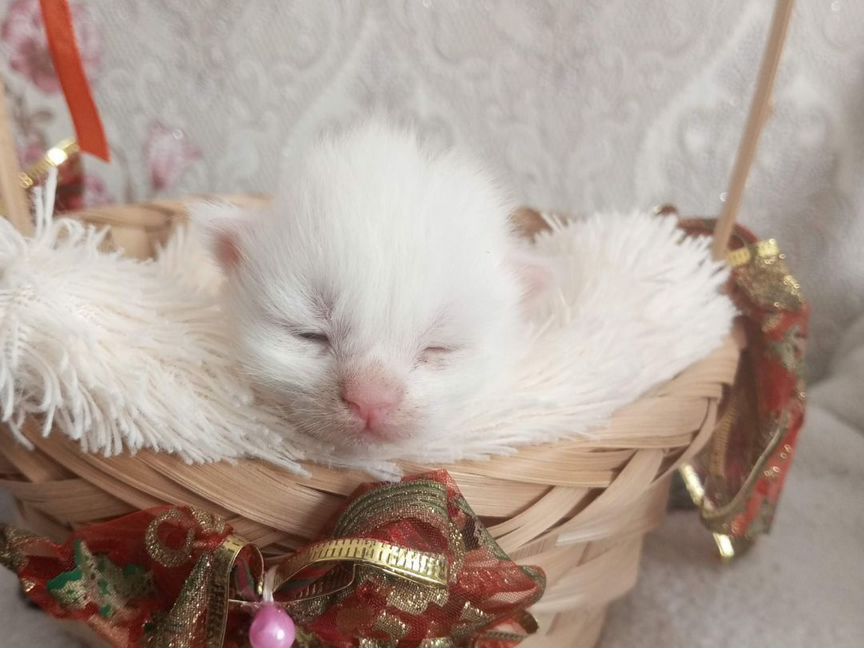 Котята мейн-кун