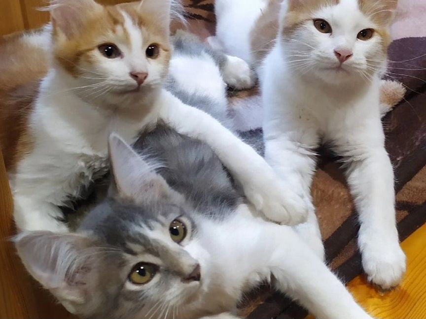 Мальчишки-котятки ищут добрые руки