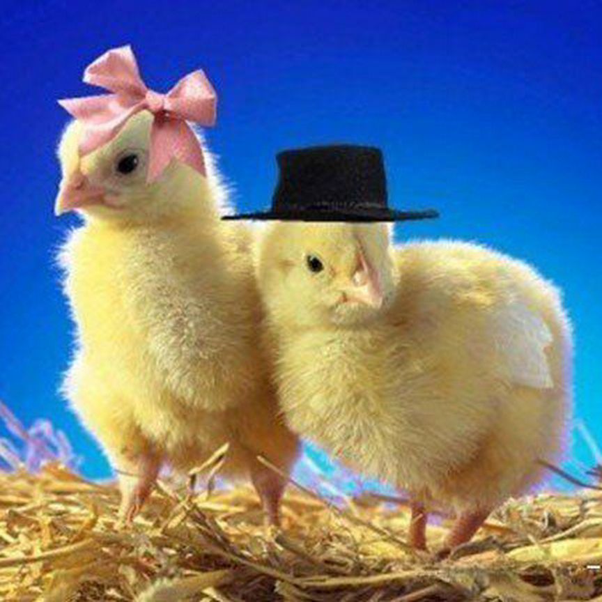 Цыплята суточные