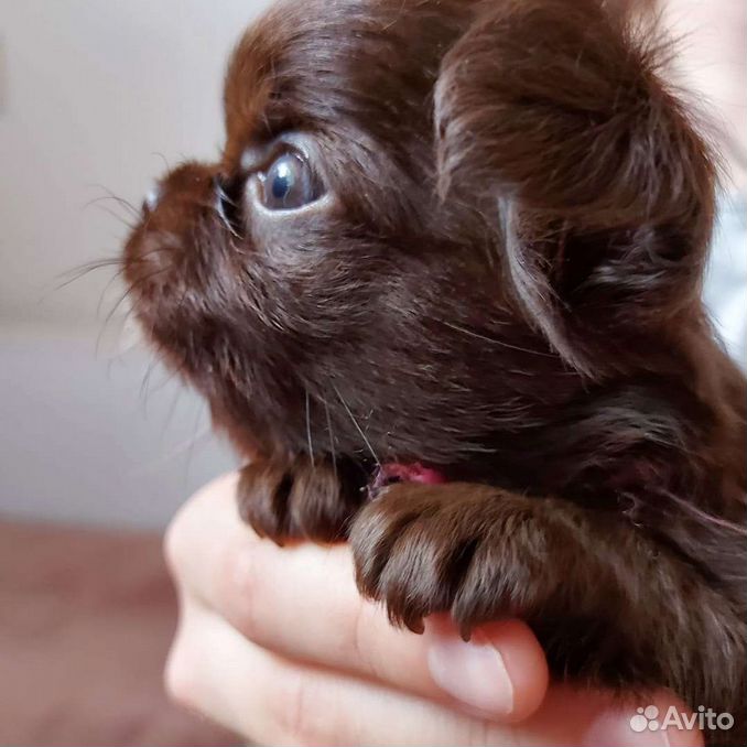 Супер шоколадочка