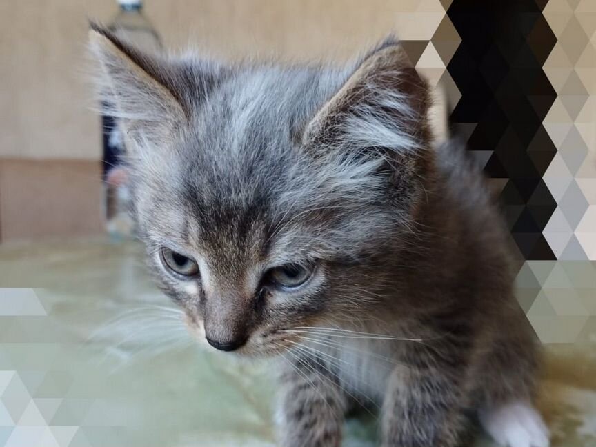 Котята, 1 котик и 3 кошешки