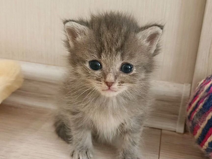 Маленький серый котенок девочка в добрые руки