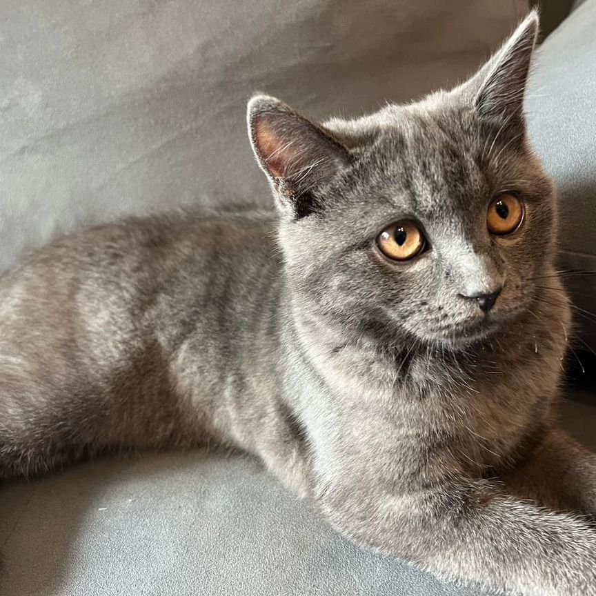 Котенок британский