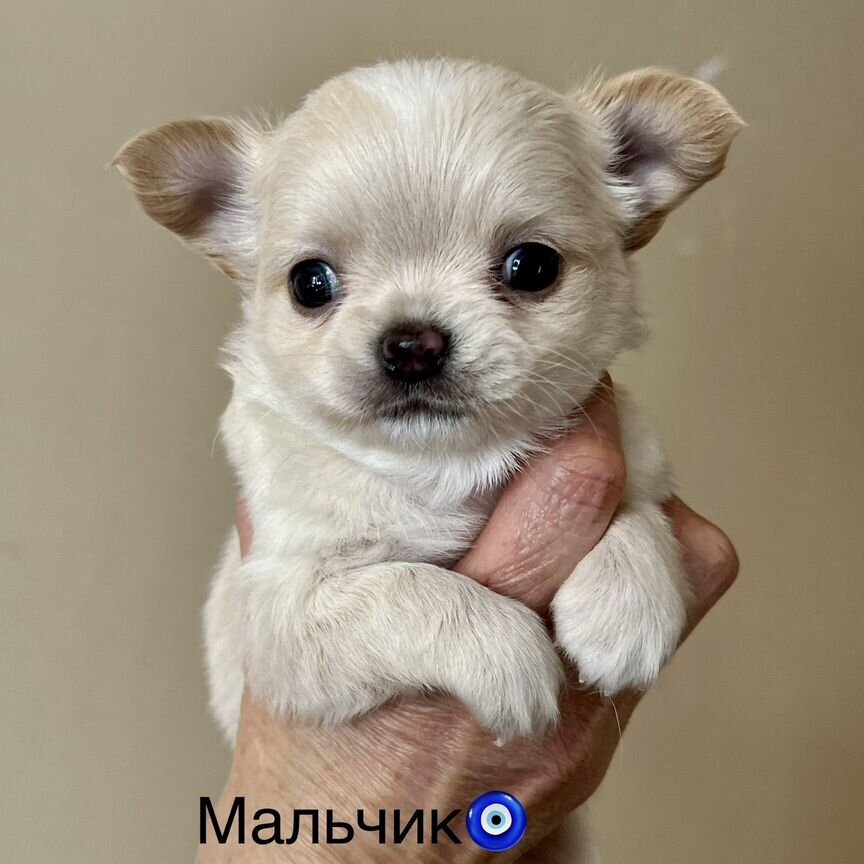 Щенки чихуахуа