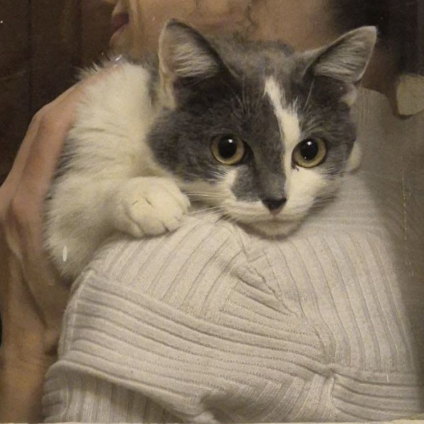 Взрослая, Девочка кошка в добрые руки