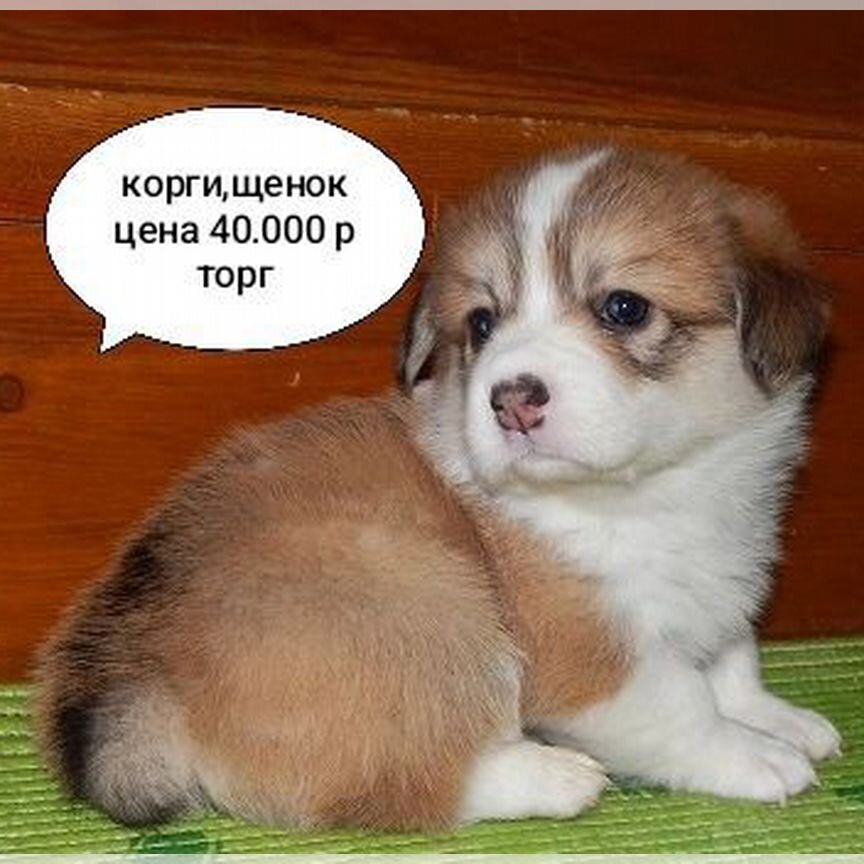 Щенок в добрые руки