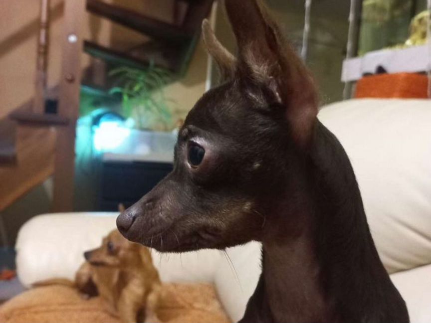 Той-терьер подрощенная девочка