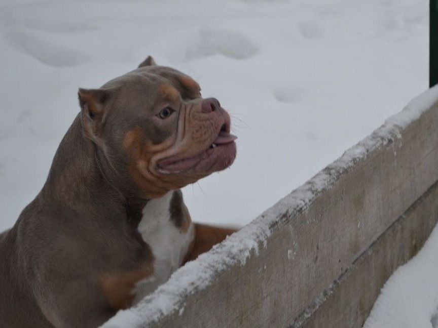 Американский булли вязка