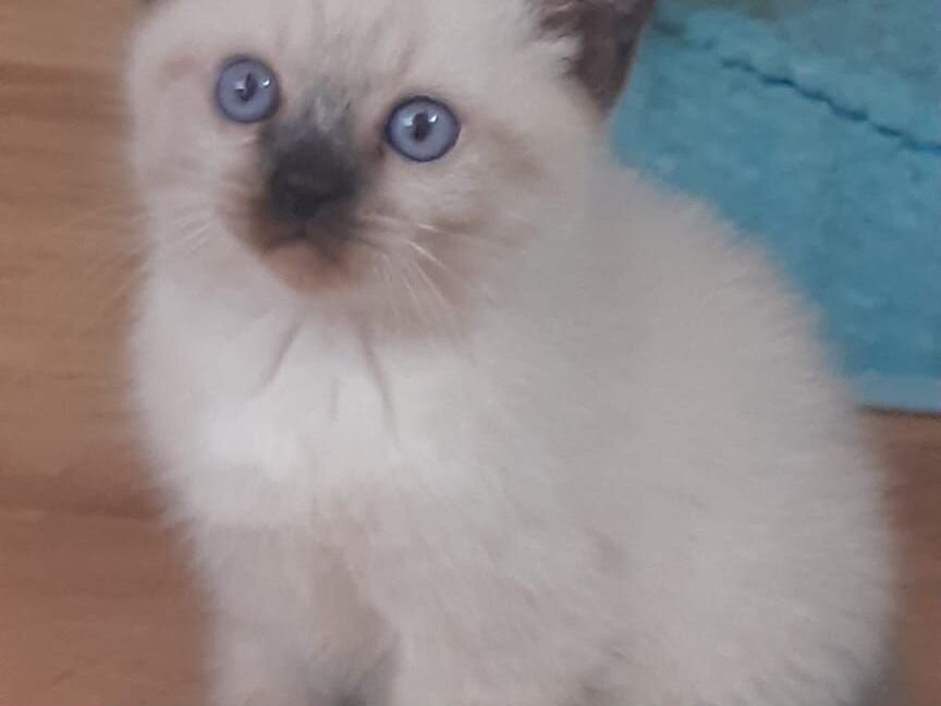 Кошки