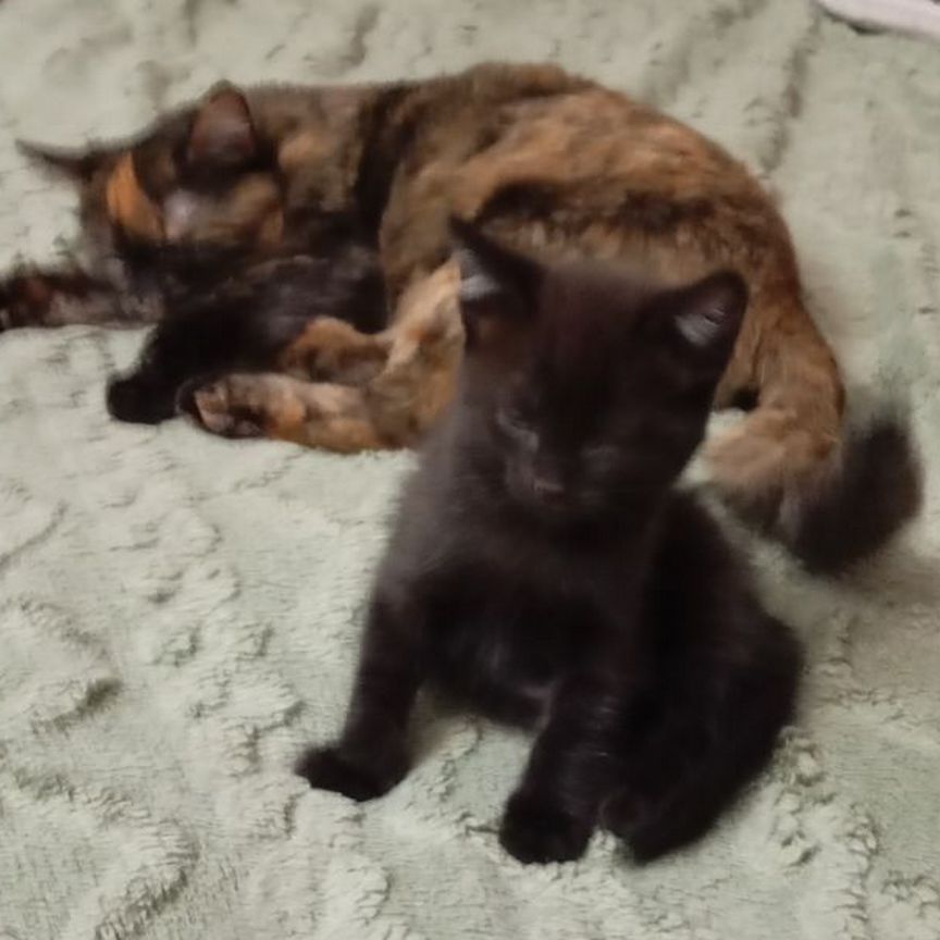 Котёнок в добрые руки